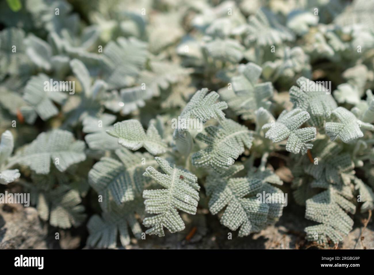 Zurich, Switzerland, July 14, 2023 Tanacetum Densum or partridge ...