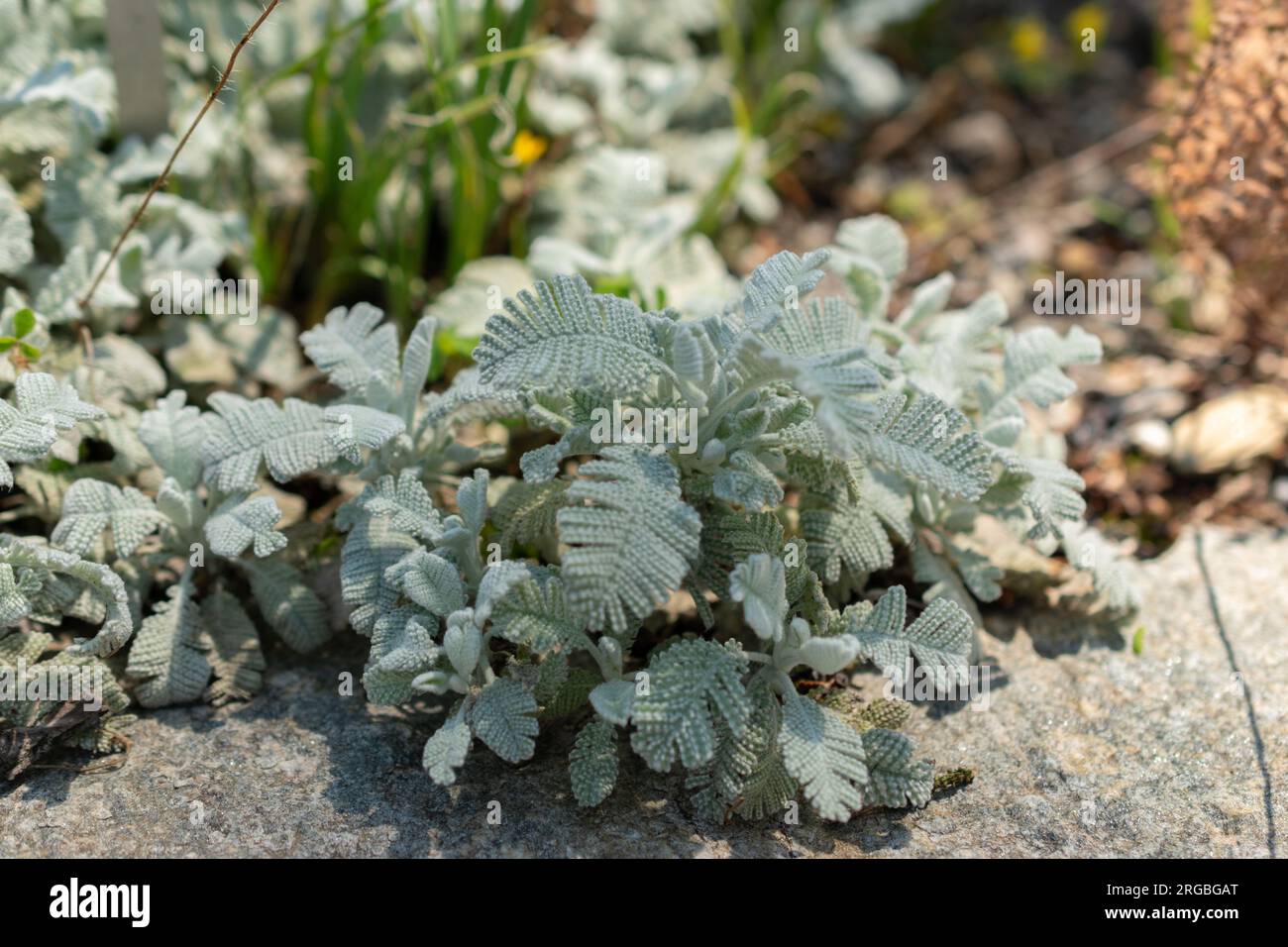 Zurich, Switzerland, July 14, 2023 Tanacetum Densum or partridge ...