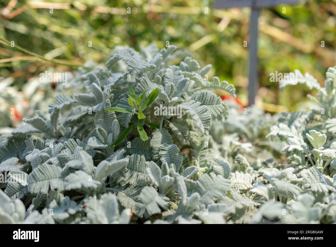 Zurich, Switzerland, July 14, 2023 Tanacetum Densum or partridge ...