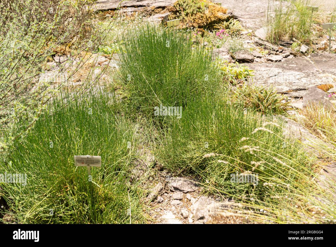Ephedra flower hi-res stock photography and images - Alamy