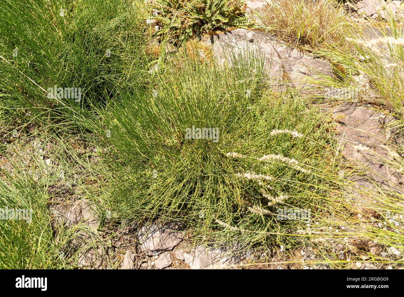 Ephedra flower hi-res stock photography and images - Alamy