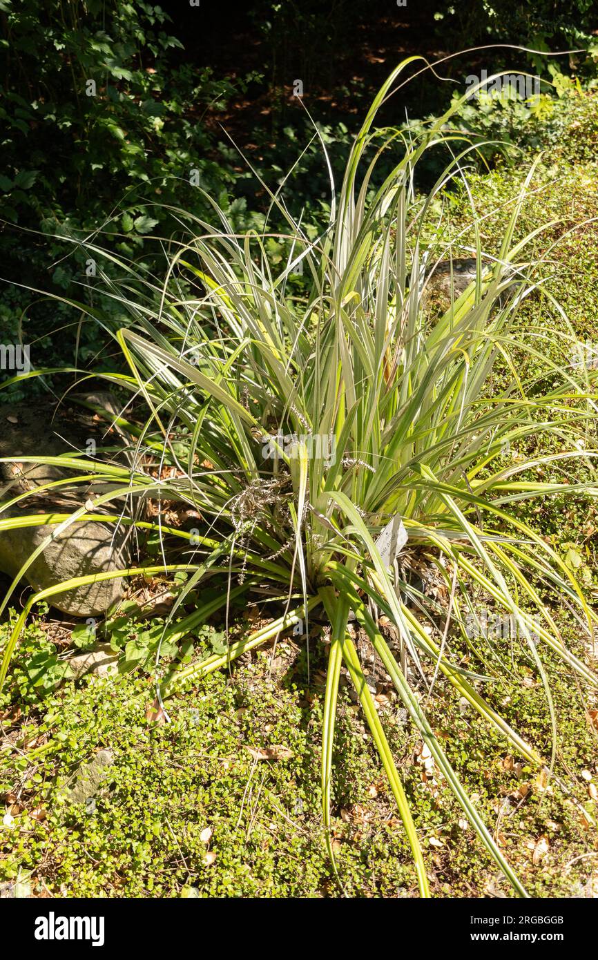 Astelia hi-res stock photography and images - Alamy