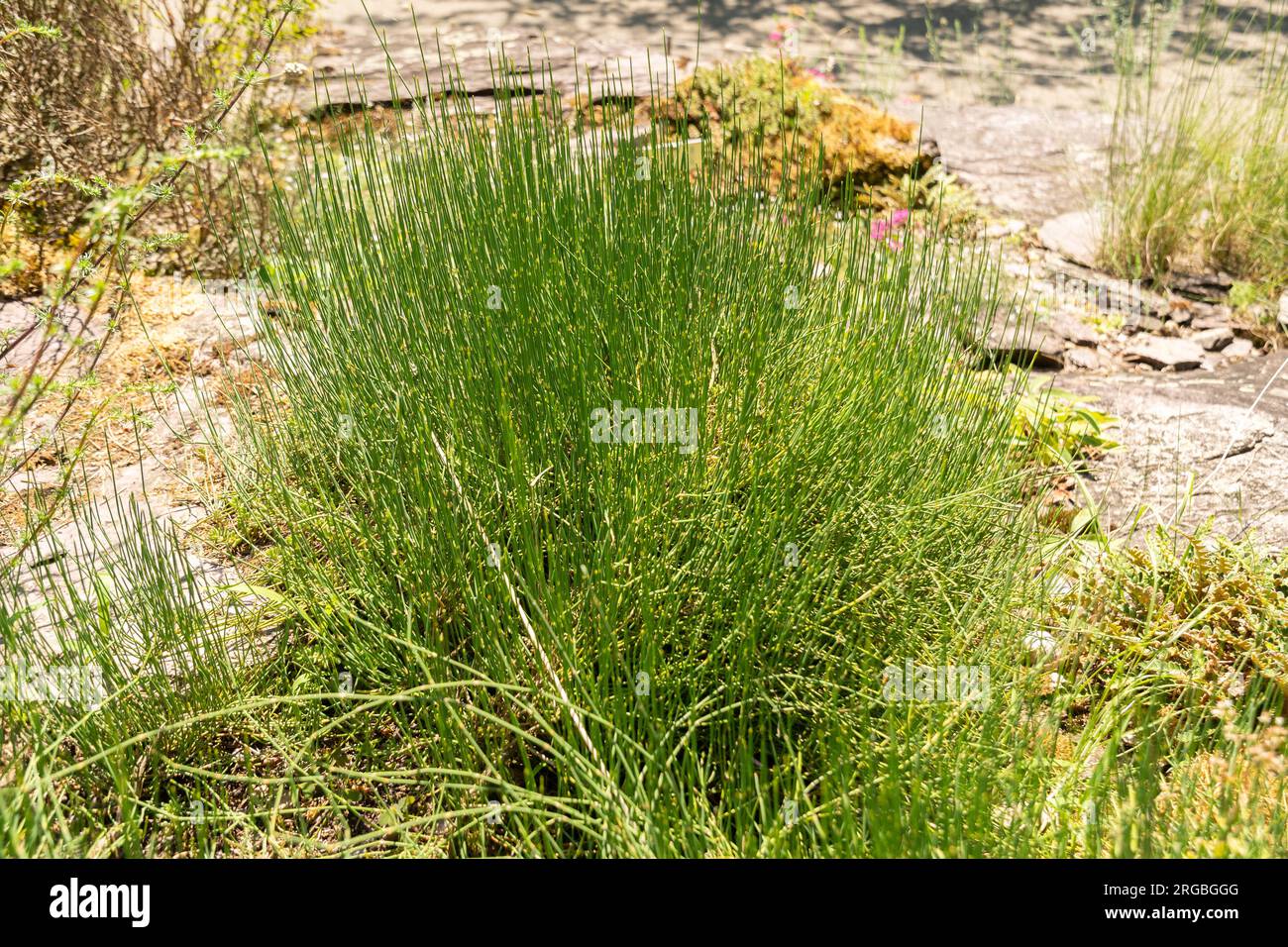 Ephedra flower hi-res stock photography and images - Alamy