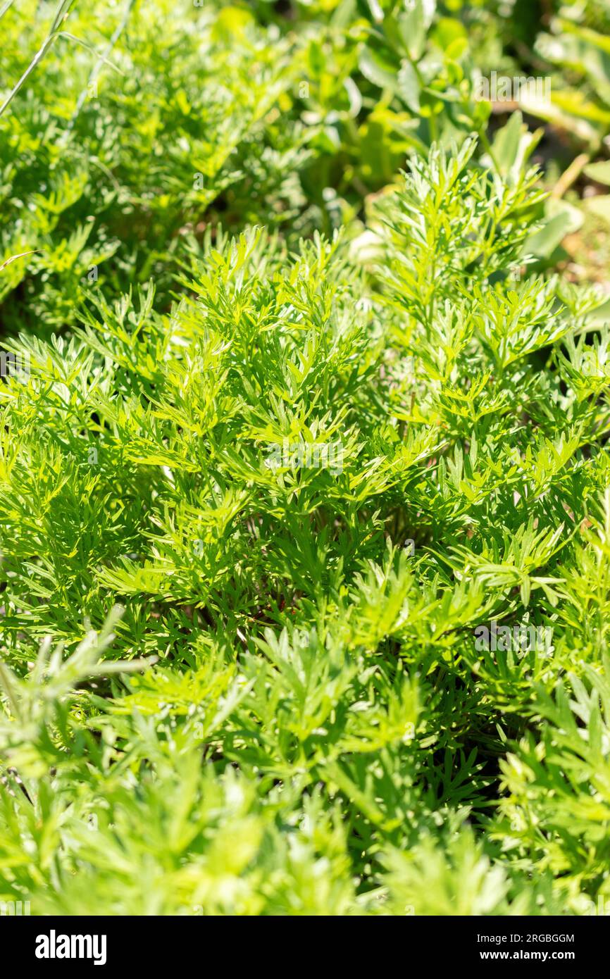 Halleri hi-res stock photography and images - Alamy