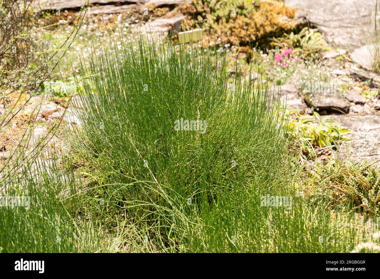 Ephedra flower hi-res stock photography and images - Alamy