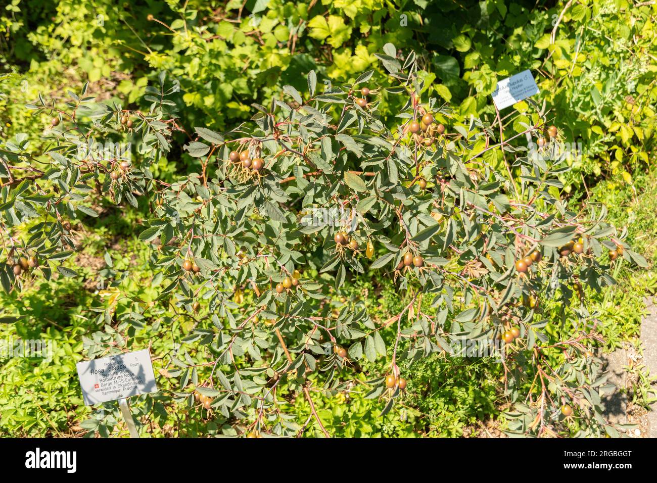 Zurich, Switzerland, July 14, 2023 Rosa Glauca or redleaf rose at the ...