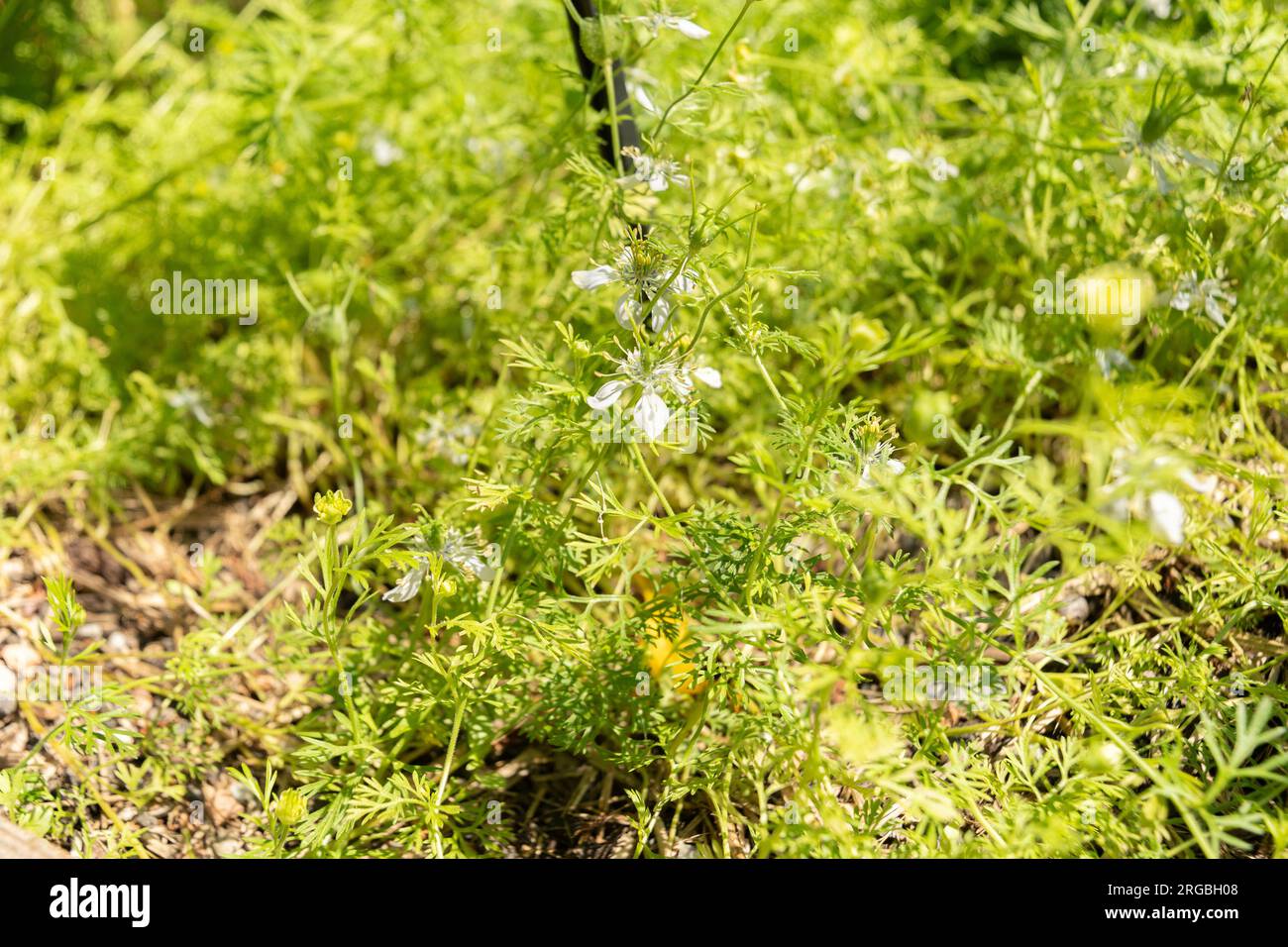 Zurich, Switzerland, July 14, 2023 Nigella Sativa or black cumin plant ...