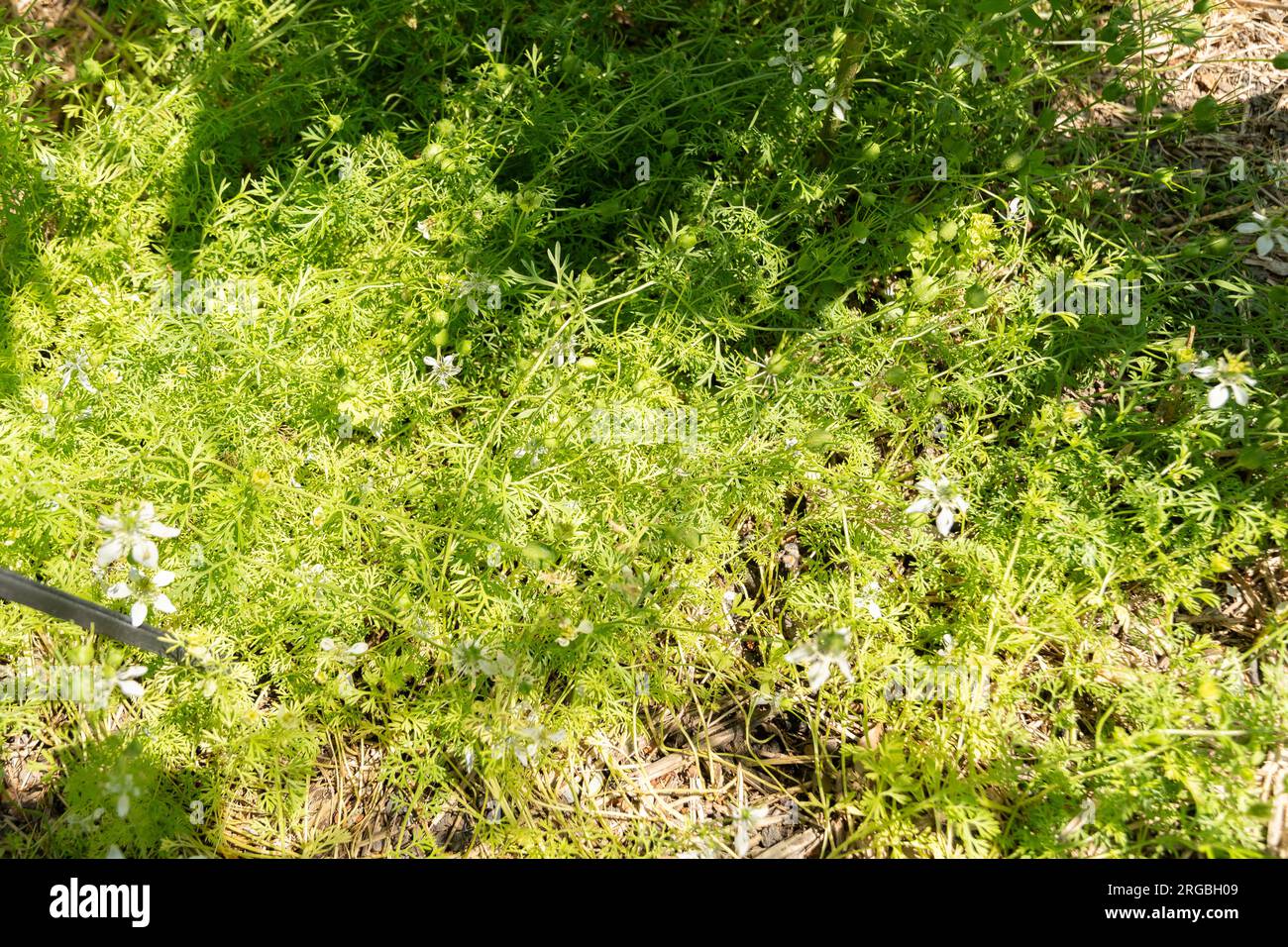 Zurich, Switzerland, July 14, 2023 Nigella Sativa or black cumin plant ...