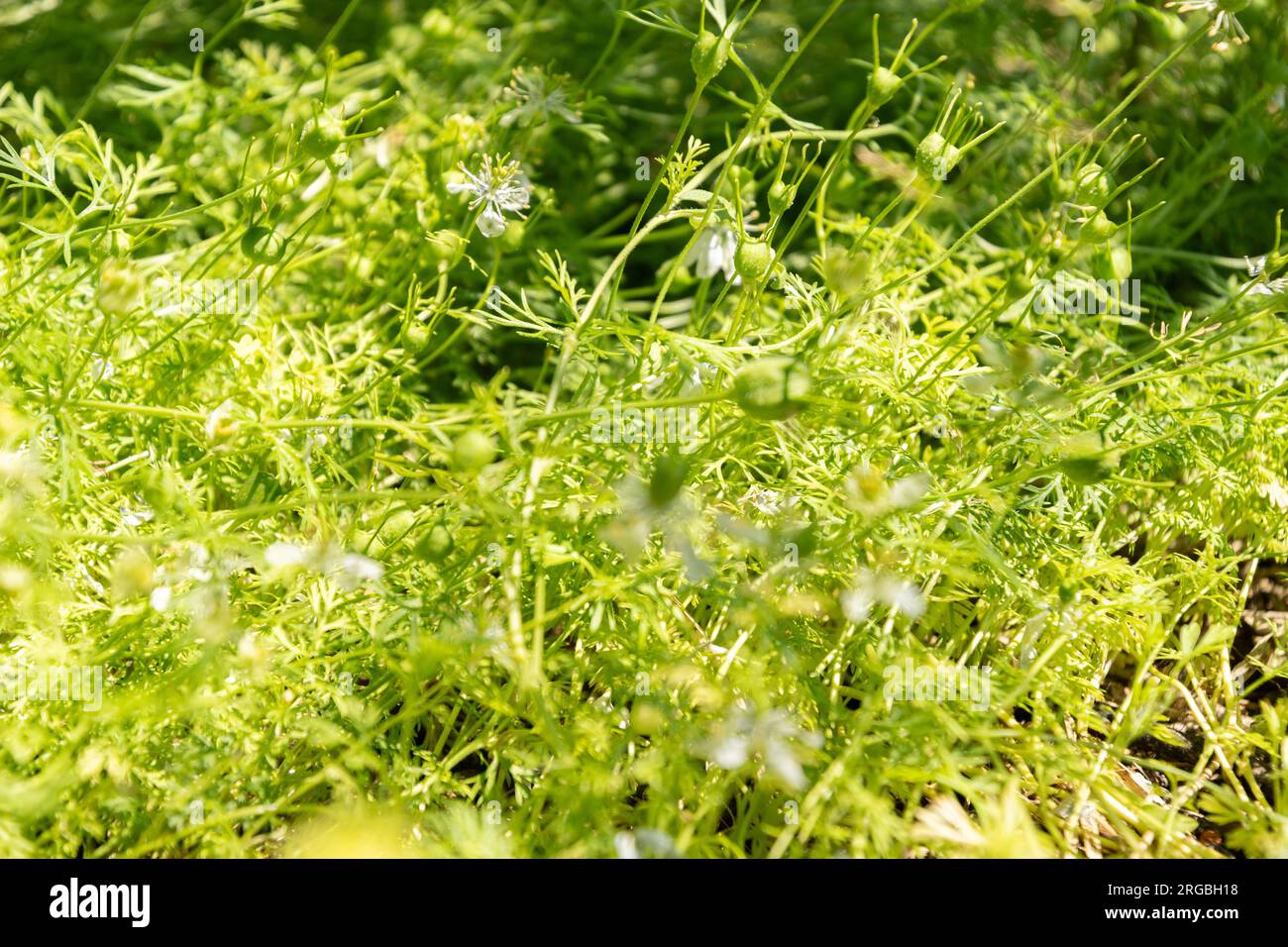 Zurich, Switzerland, July 14, 2023 Nigella Sativa or black cumin plant ...