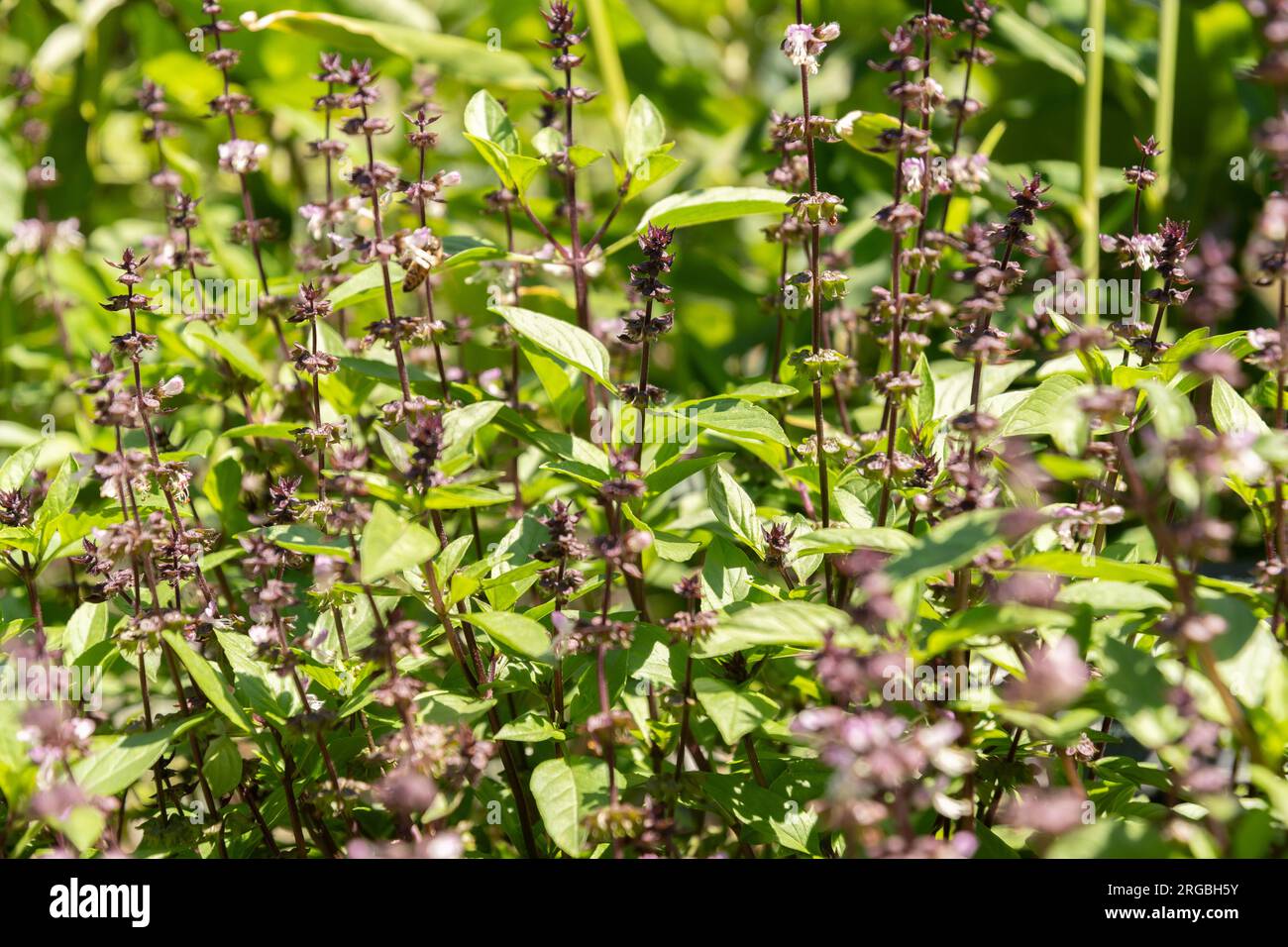 Zurich, Switzerland, July 14, 2023 Ocimum Basilicum or Thai sweet Basil ...