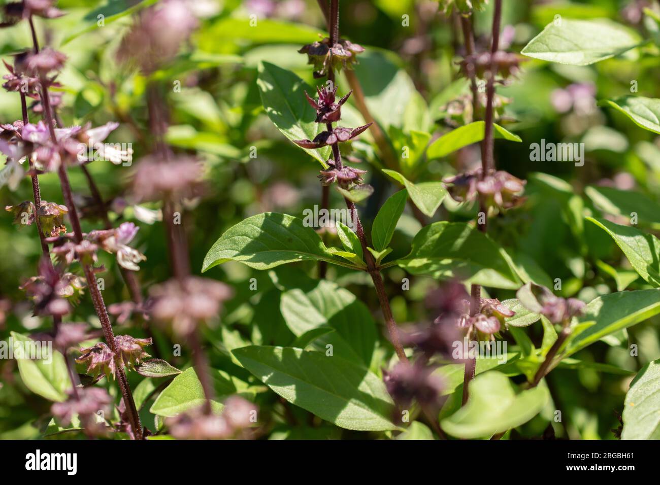 Zurich, Switzerland, July 14, 2023 Ocimum Basilicum or Thai sweet Basil ...