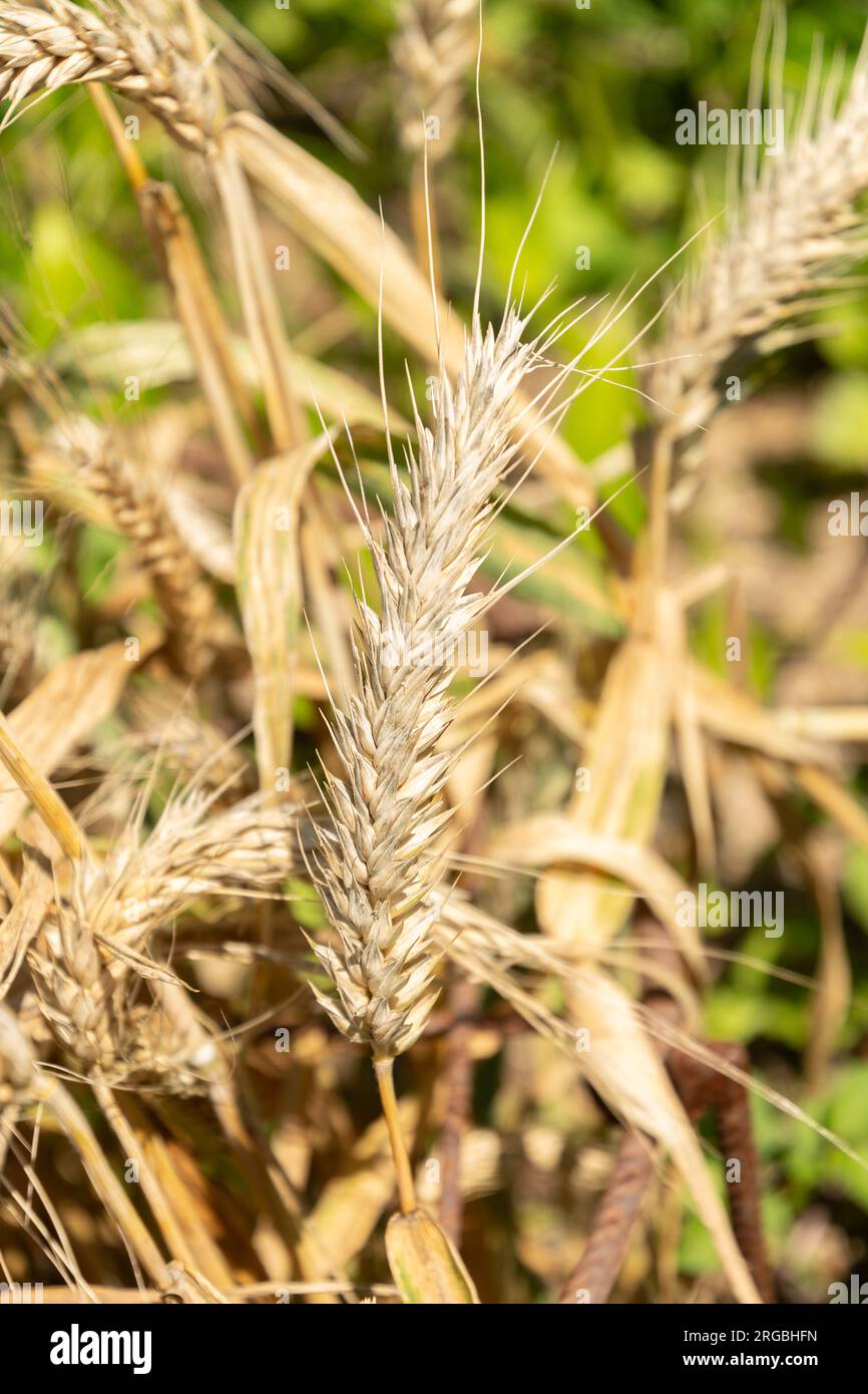 Triticale cereals hi-res stock photography and images - Alamy