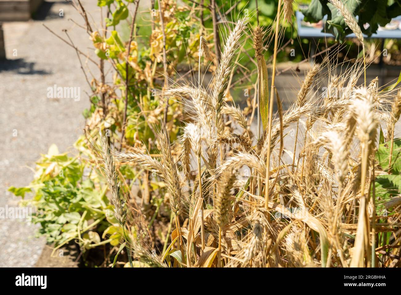 Zurich, Switzerland, July 14, 2023 X Triticosecale or Triticale plant ...