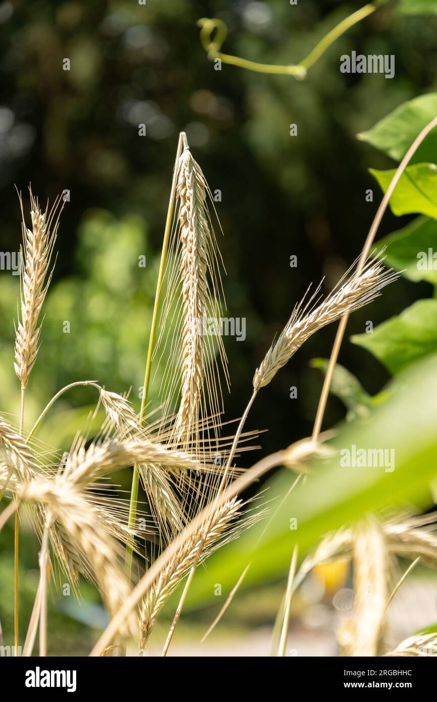 Zurich, Switzerland, July 14, 2023 Secale Cereale or Rye plant at the ...