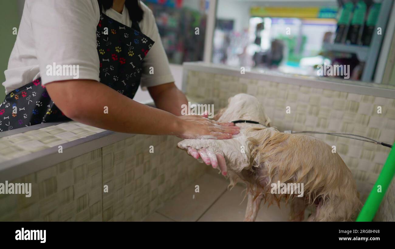 Pet shop Owner Washing Small Dog Paws with Shampoo. Woman bathing ...