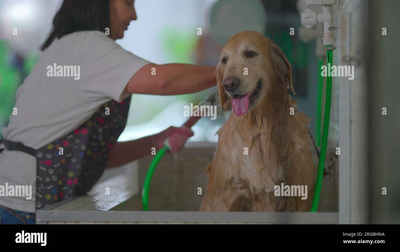 Female pet shop employee hi-res stock photography and images - Alamy