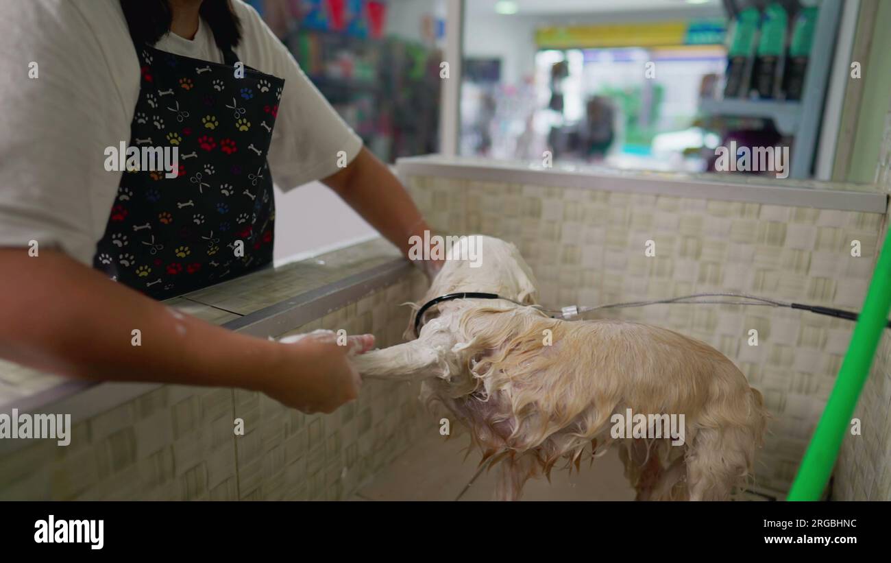 Small business paws hi-res stock photography and images - Alamy