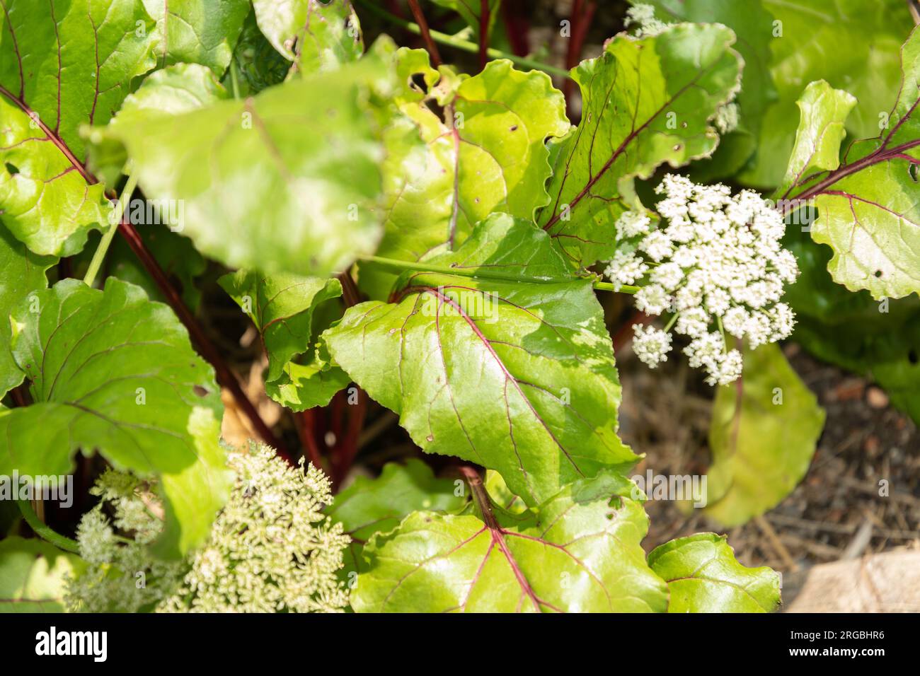 Zurich, Switzerland, July 14, 2023 Beta Vulgaris plant at the botanical ...
