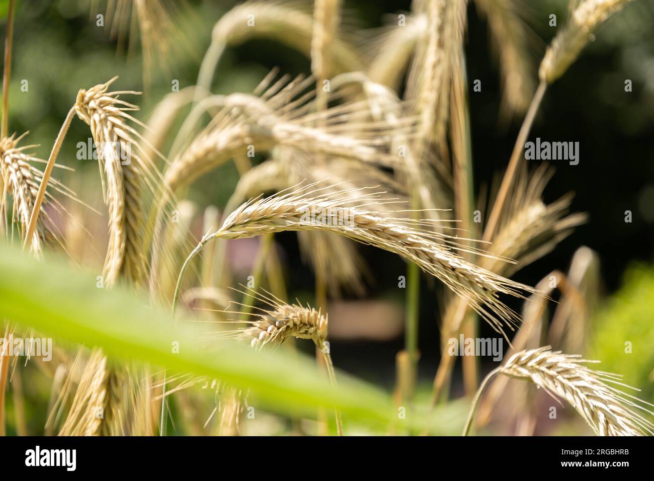 Rye plant hi-res stock photography and images - Alamy