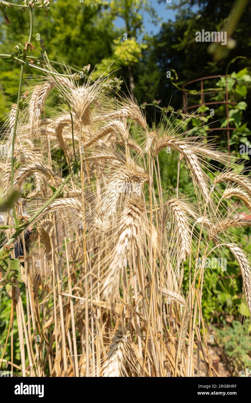 Zurich, Switzerland, July 14, 2023 Triticum Durum or Pasta Wheat plant ...