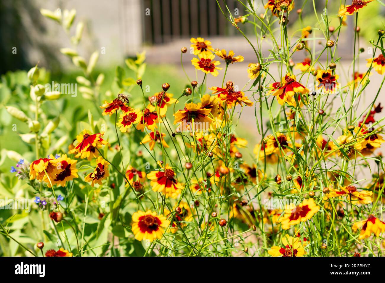 Golden tickseed hi-res stock photography and images - Alamy