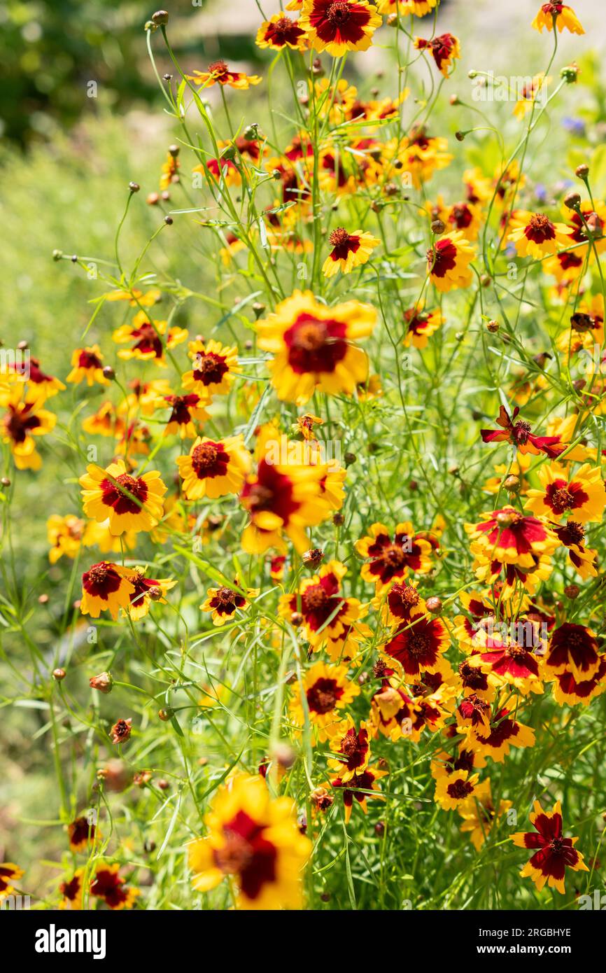 Zurich, Switzerland, July 14, 2023 Coreopsis Tinctoria or golden ...