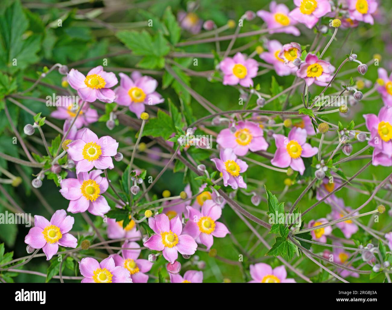 Blooming autumn anemone, Anemone hupehensis Stock Photo - Alamy