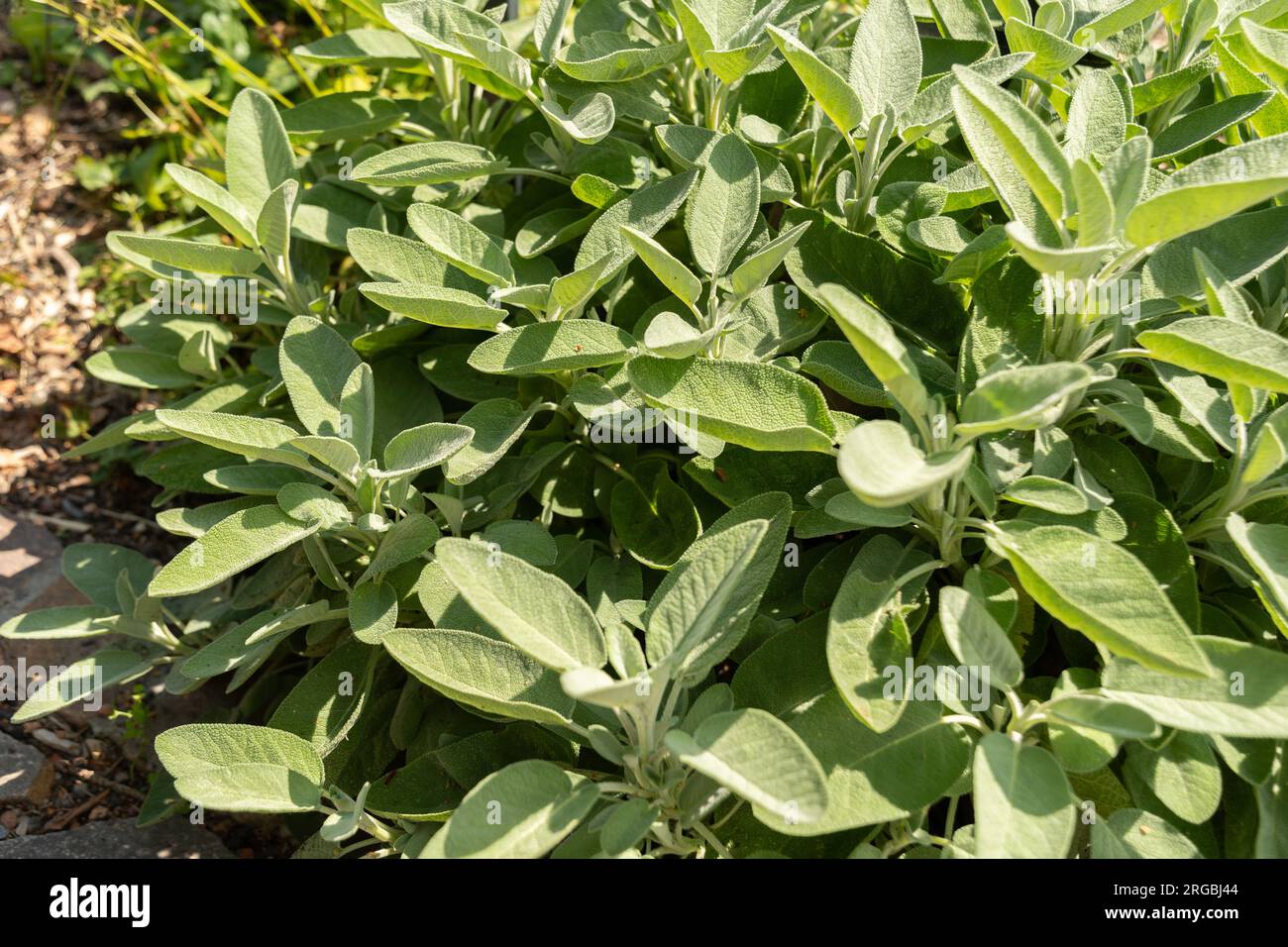 Zurich, Switzerland, July 14, 2023 Salvia Officinalis or common sage ...
