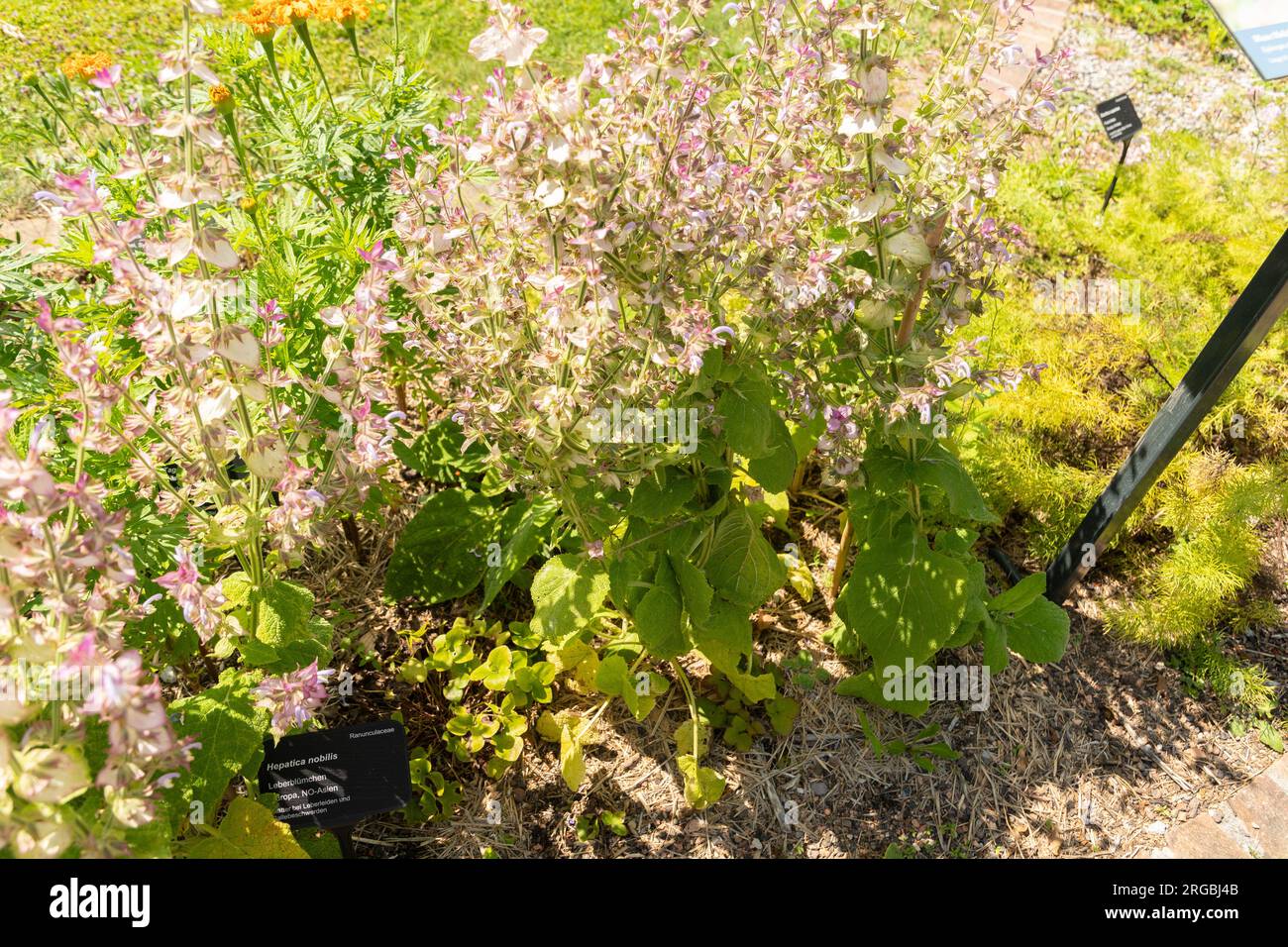 Zurich, Switzerland, July 14, 2023 Hepatica Nobilis or common Hepatica ...
