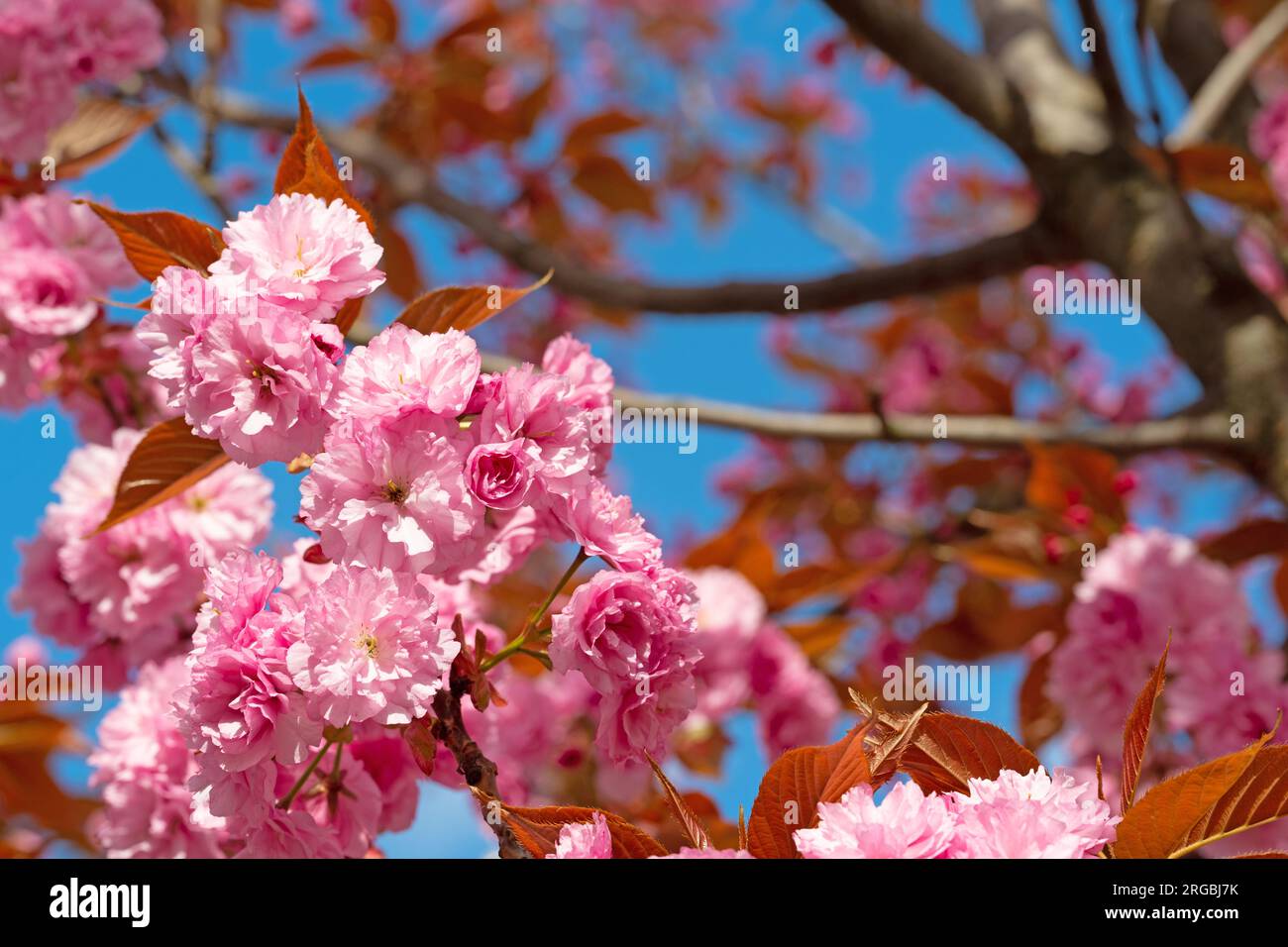 Japanese clove cherry, Prunus serrulata, flowering in spring Stock ...
