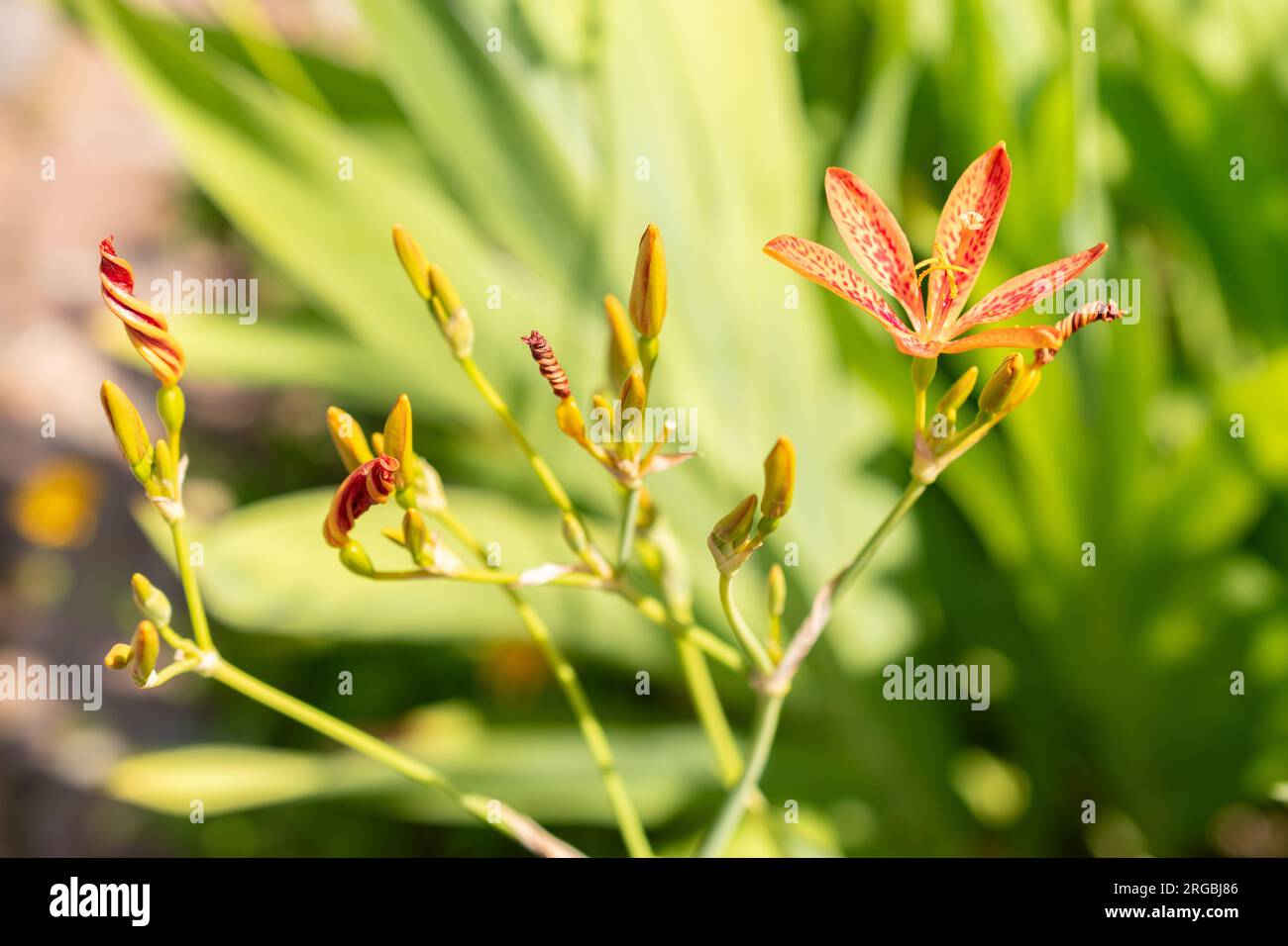 Zurich, Switzerland, July 14, 2023 Iris Domestica or Leopard Lily at ...