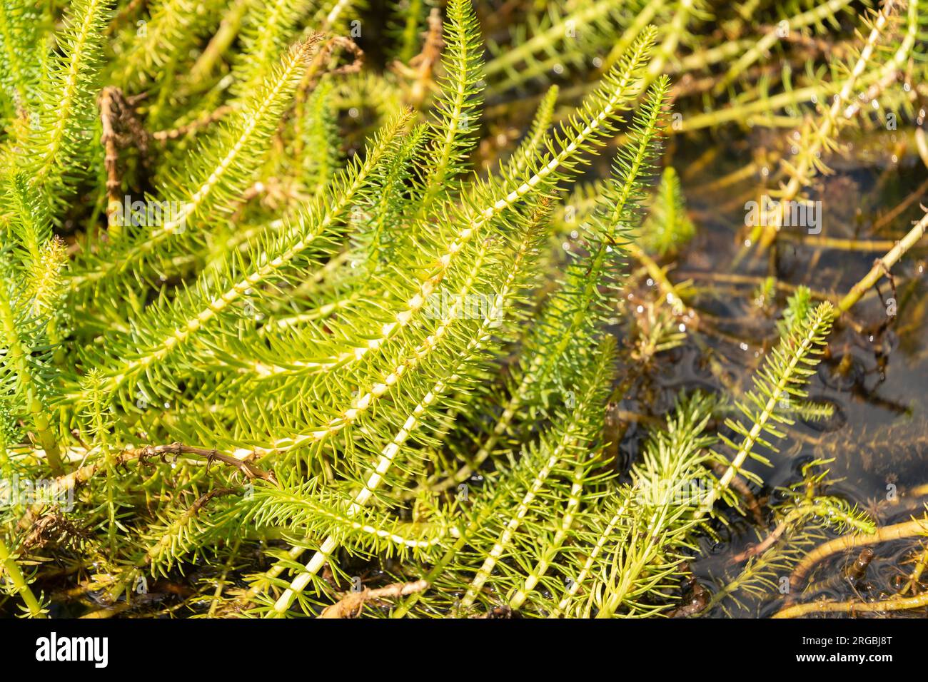 Zurich, Switzerland, July 14, 2023 Hippuris Vulgaris or common mares ...
