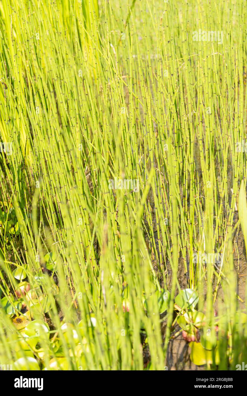 Swamp bed hi-res stock photography and images - Alamy