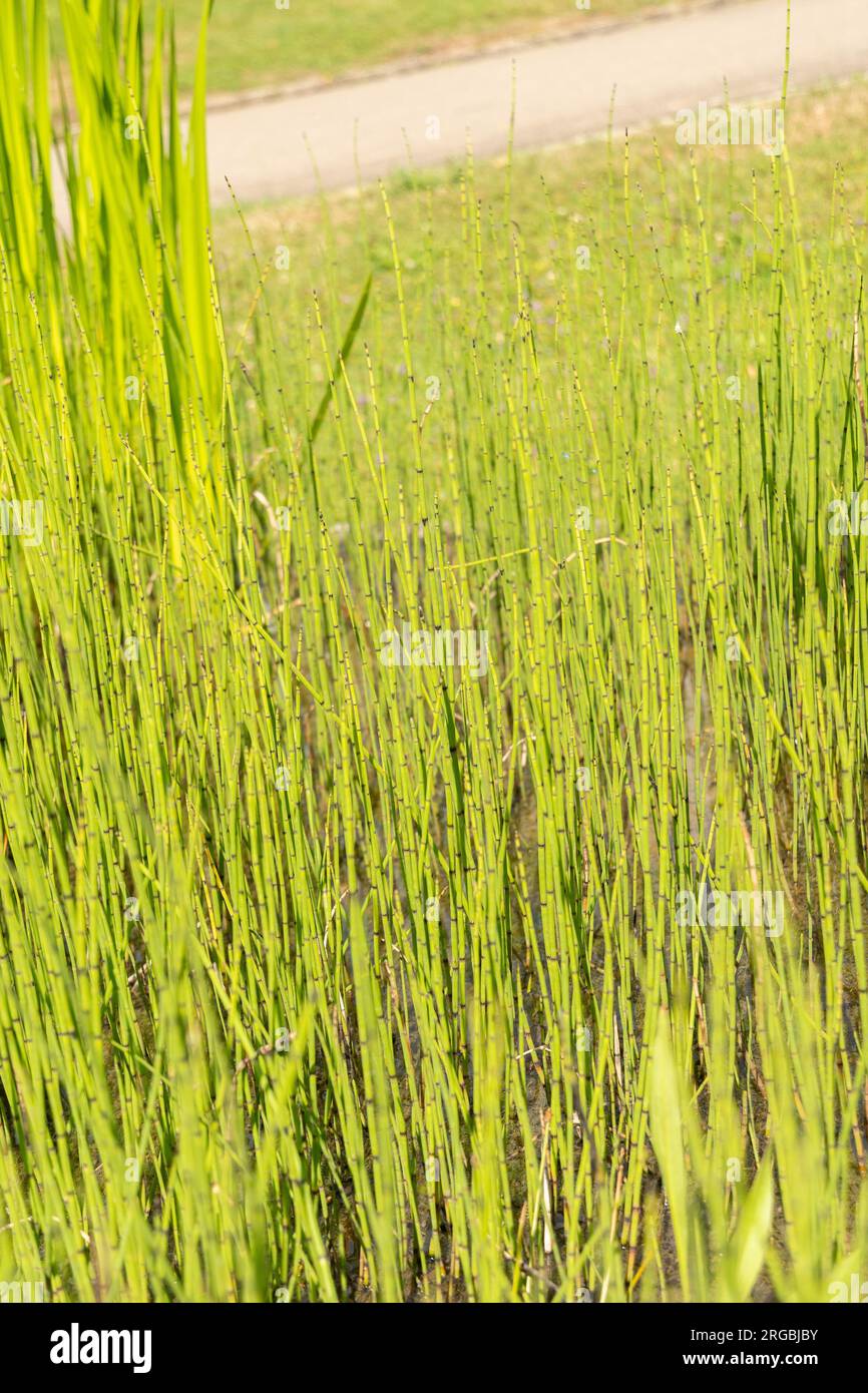 Swamp bed hi-res stock photography and images - Alamy