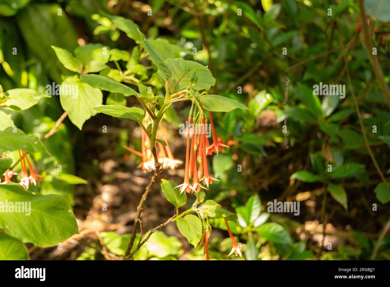 Zurich, Switzerland, July 14, 2023 Fuchsia Fulgens plant at the ...