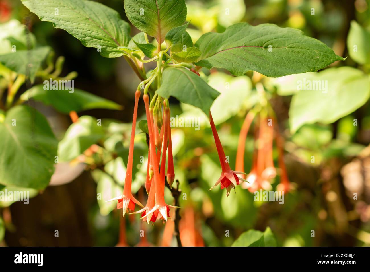 Zurich, Switzerland, July 14, 2023 Fuchsia Fulgens plant at the ...