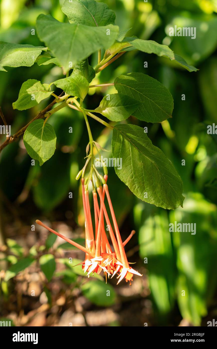 Zurich, Switzerland, July 14, 2023 Fuchsia Fulgens plant at the ...
