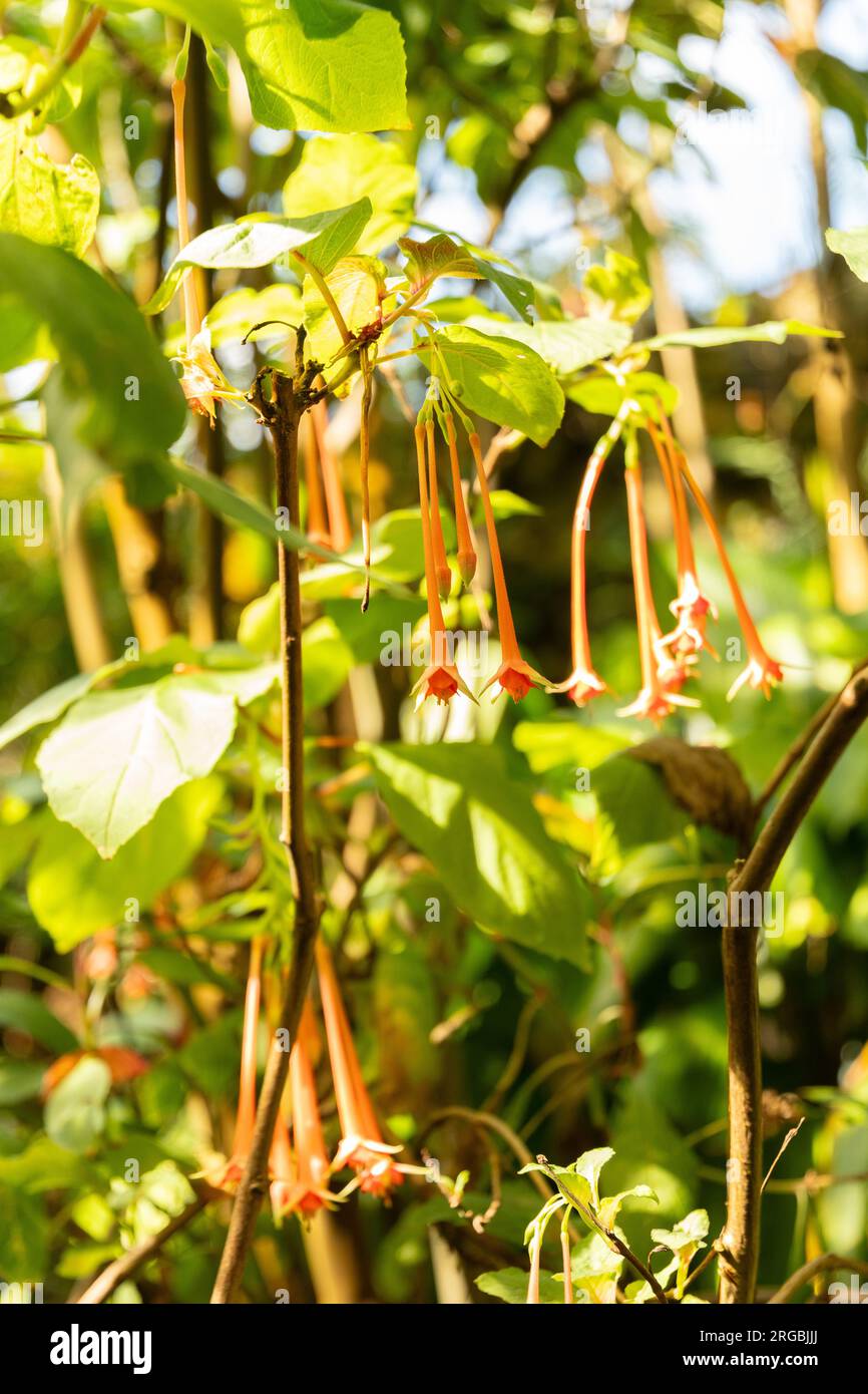 Zurich, Switzerland, July 14, 2023 Fuchsia Fulgens plant at the ...