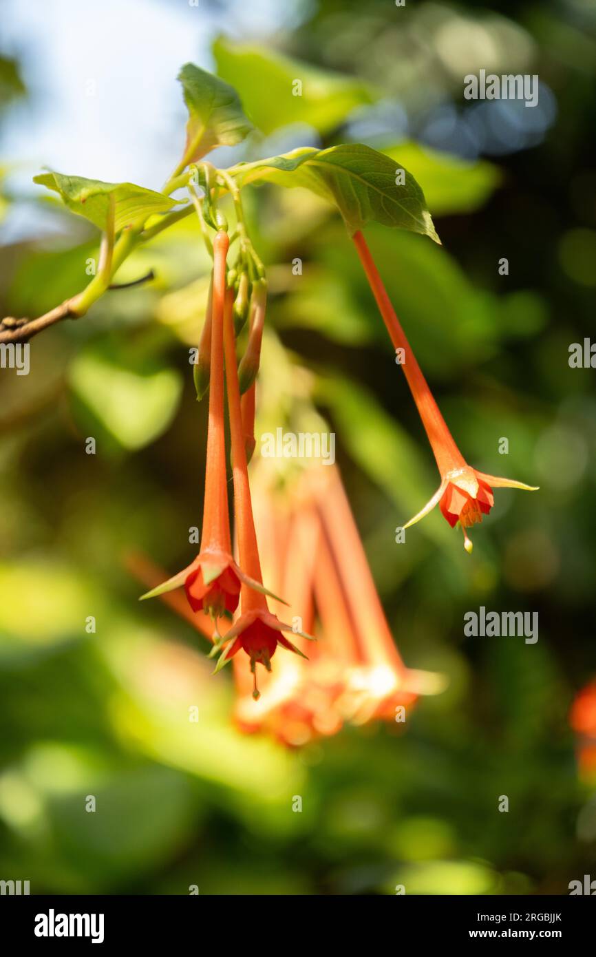 Zurich, Switzerland, July 14, 2023 Fuchsia Fulgens plant at the ...