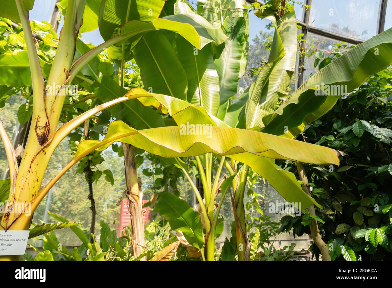 Zurich, Switzerland, July 14, 2023 Musa X Acuminata or Thai Banane tree ...