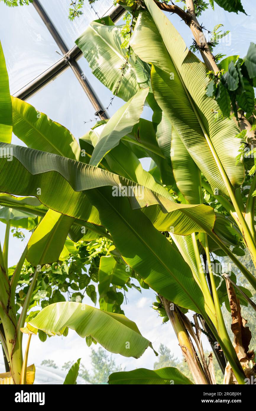 Zurich, Switzerland, July 14, 2023 Musa X Acuminata or Thai Banane tree ...