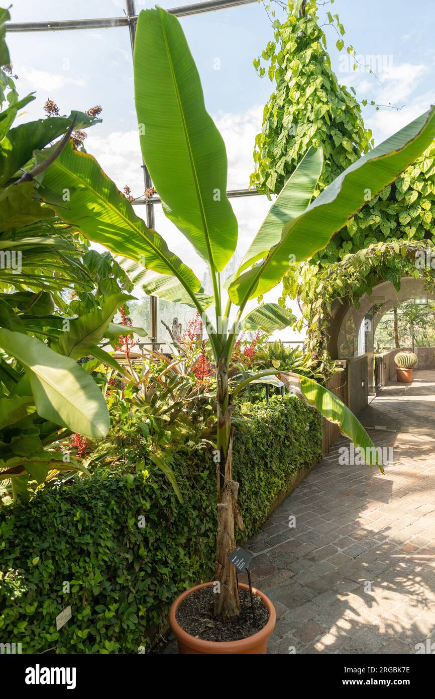 Musa textilis hi-res stock photography and images - Alamy