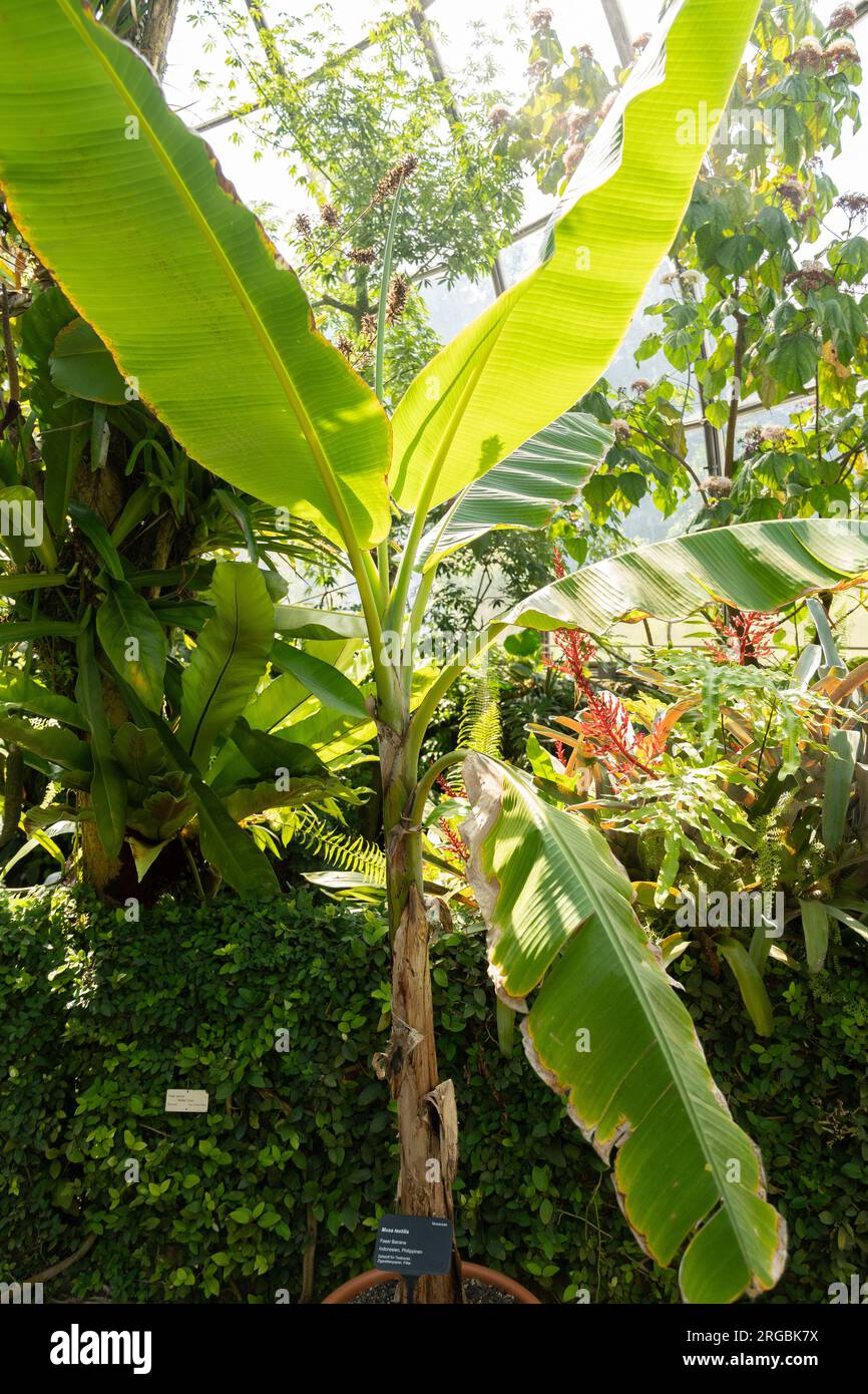Zurich, Switzerland, July 14, 2023 Musa Textilis Banana or Manila hemp ...