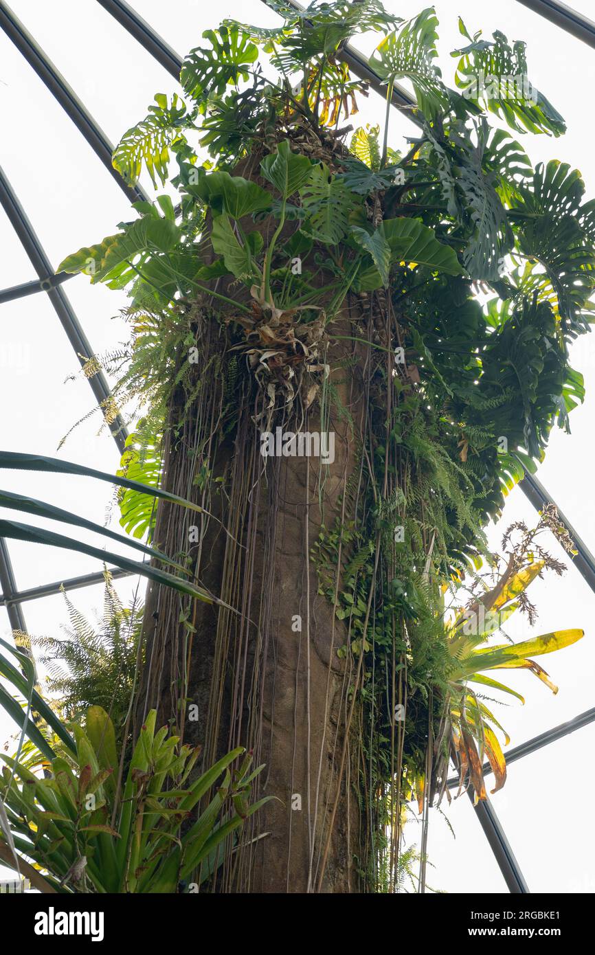 Meranti tree hi-res stock photography and images - Alamy