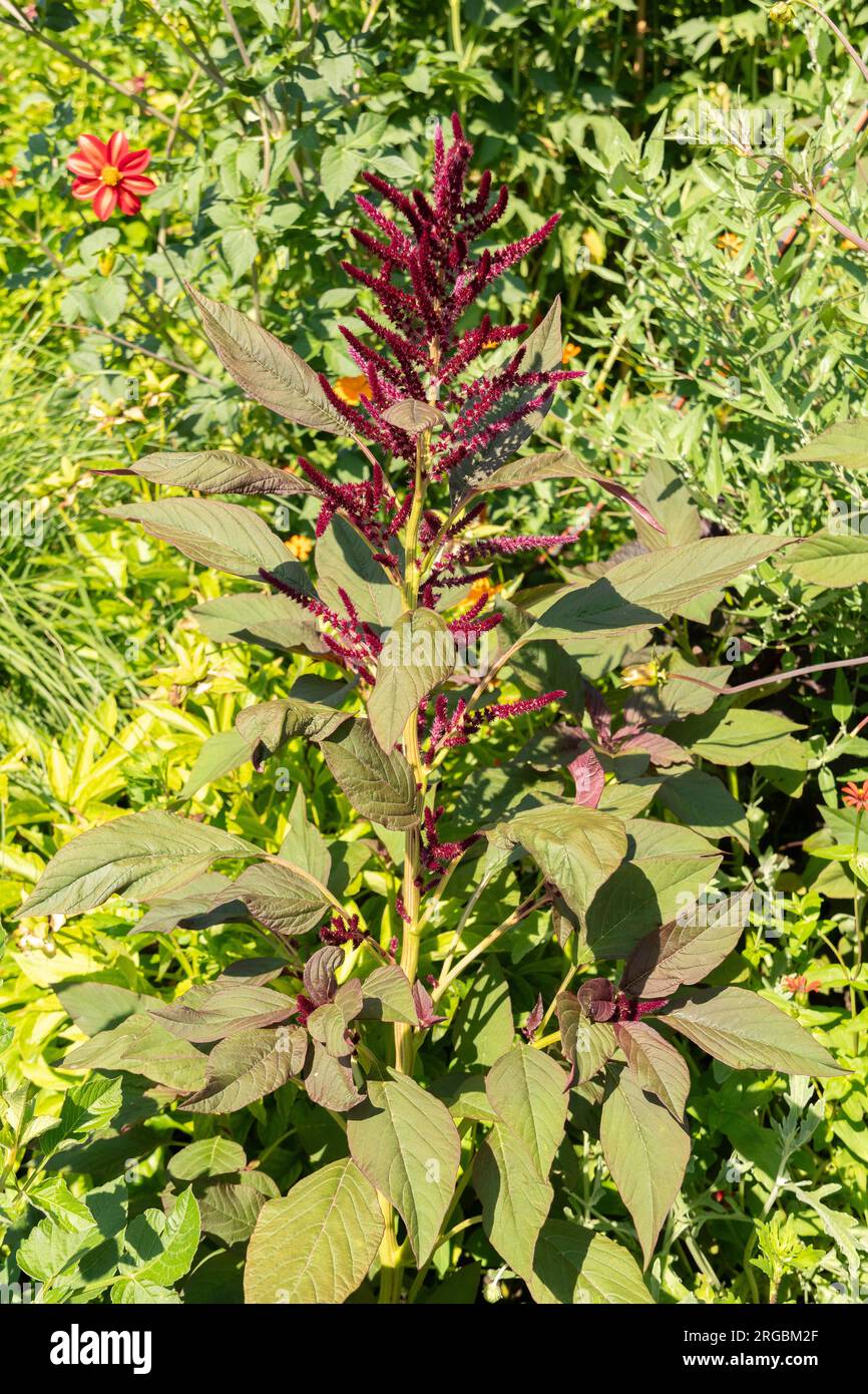 Zurich, Switzerland, July 14, 2023 Amaranthus Paniculatus or Amanthus ...