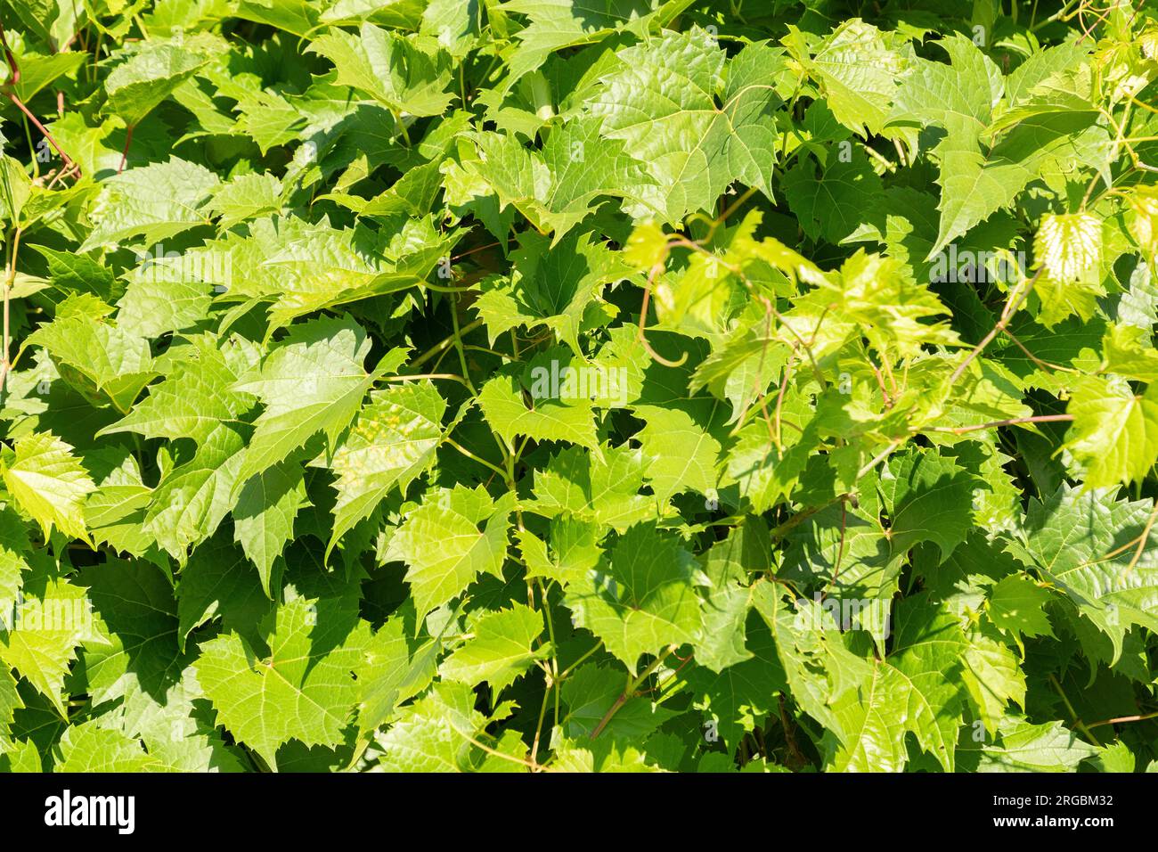 Zurich, Switzerland, July 14, 2023 Vitis Vinifera or common grape vine ...