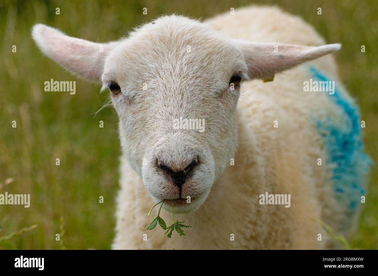 Portrait of a lamb eating clover Stock Photo - Alamy