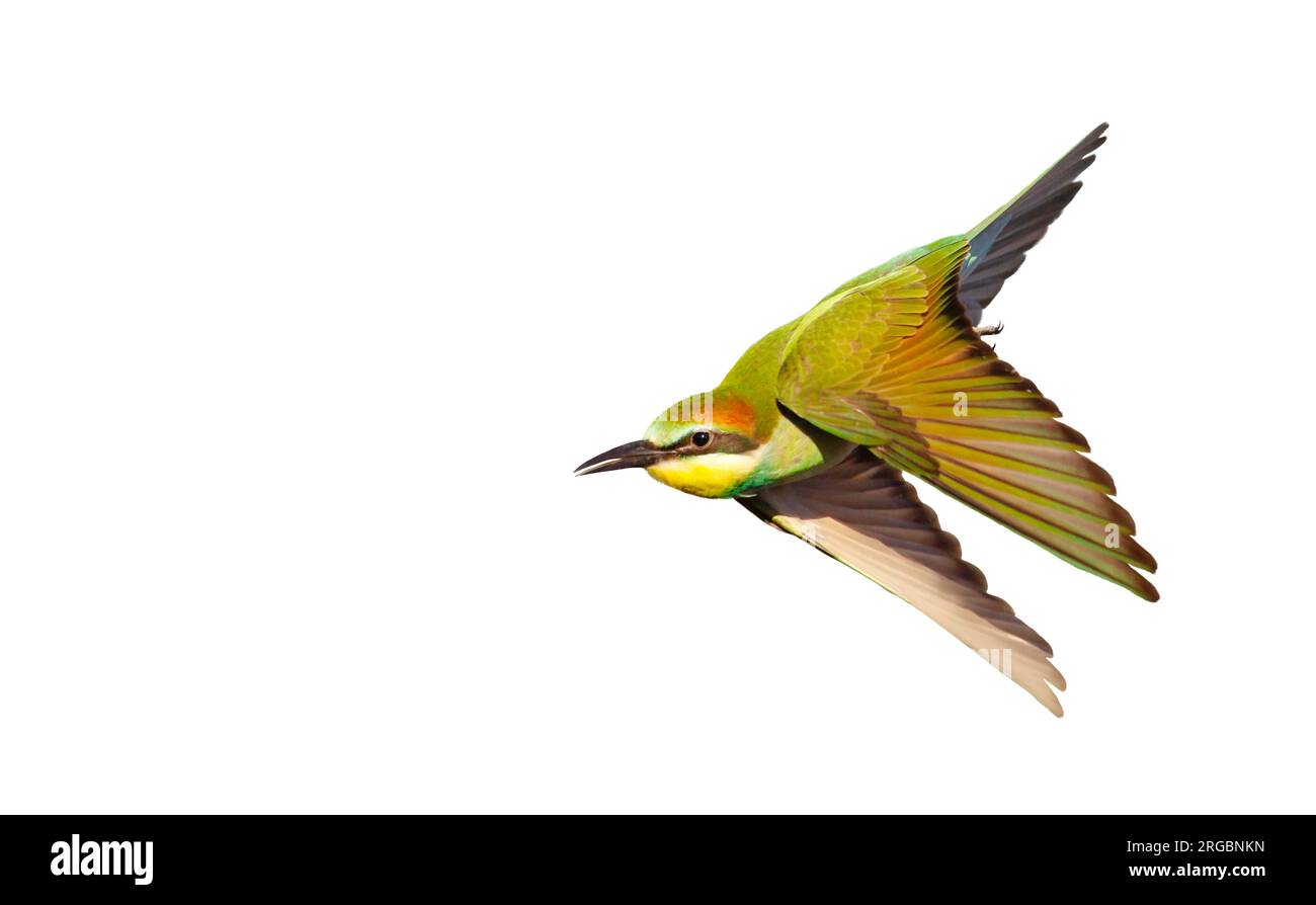 colorful wild bird flying isolated on white Stock Photo - Alamy