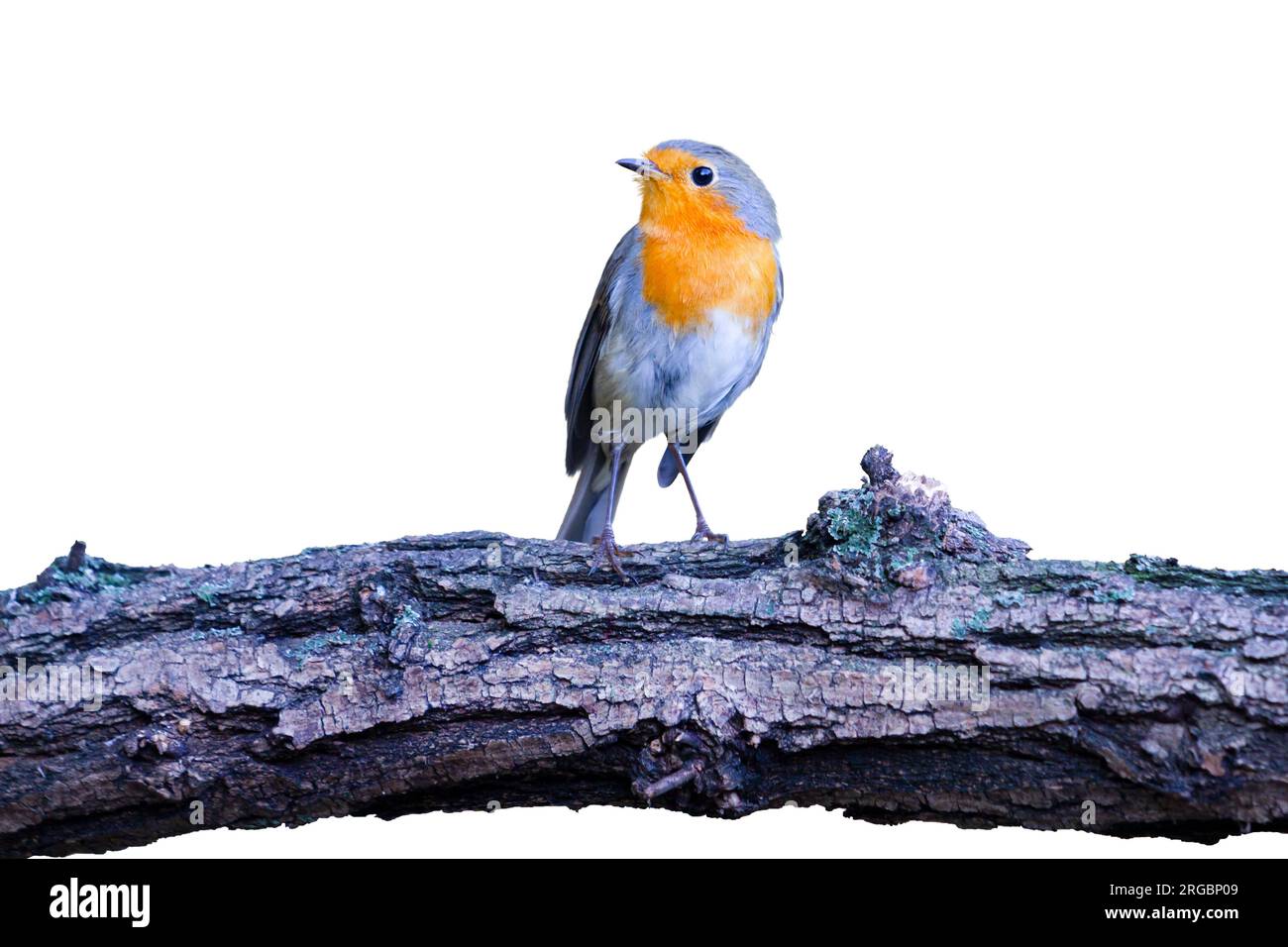 robin on a branch isolated on white Stock Photo - Alamy