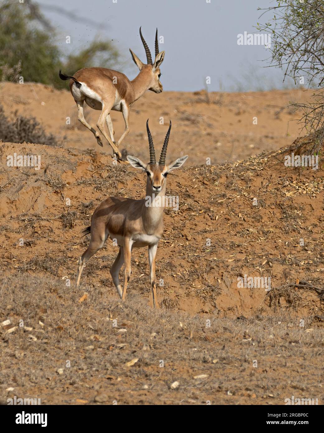 Chinkara pair hi-res stock photography and images - Alamy